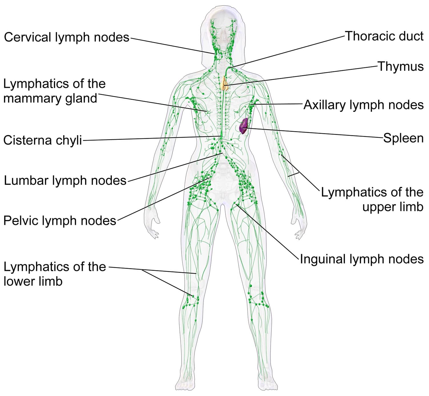 Lymphadenectomy | UCSF Department of Surgery